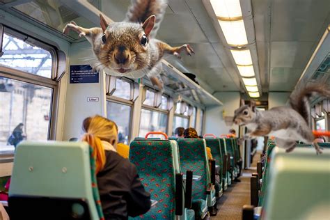 Squirrels Cause Pandemonium As Gatwick Train Forced To Cancel Swift Half