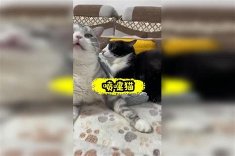 这个时候我还是小心为好啊二咪子要完蛋