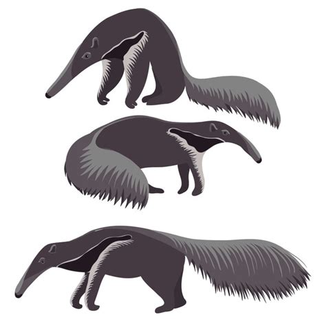 Anteater Drawing Images Stock Photos D Objects Vectors Shutterstock