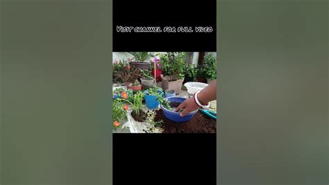 Jade Plant Diy 🌱 বাগান সাজানোর নতুন আইডিয়া Jadeplant Diygardening Bengalishorts Youtube