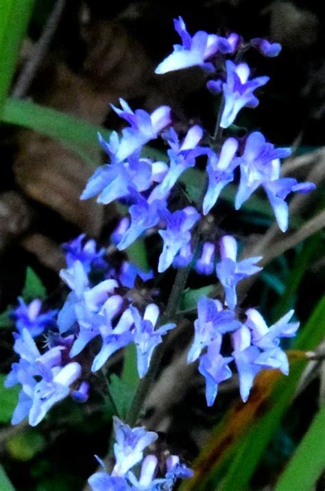 ヤマハッカ山薄荷 ひだまりフォト575