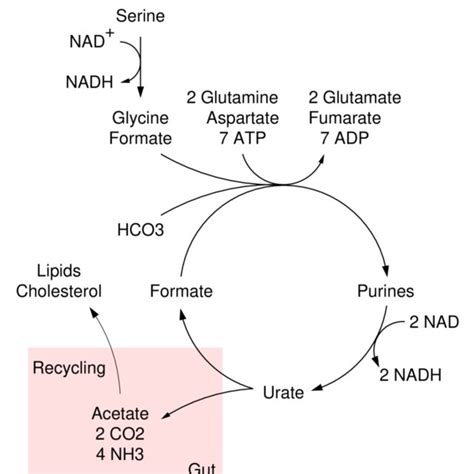 Pdf The Urate Cycle And Obesity