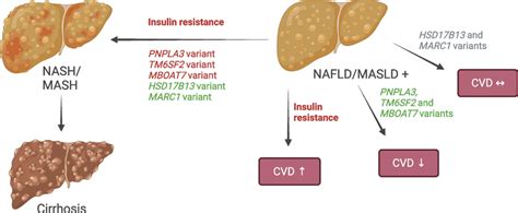 Consequences Of Steatosis Insulin Resistance Predicts Both Severe