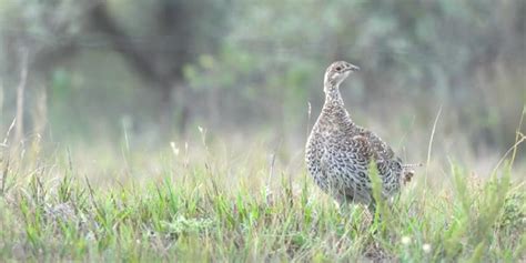 Sharp Tail Grouse Population Increases More Than 50 Percent