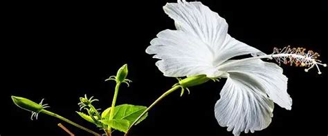 Difference Between Pollination And Fertilization With Comparison Chart