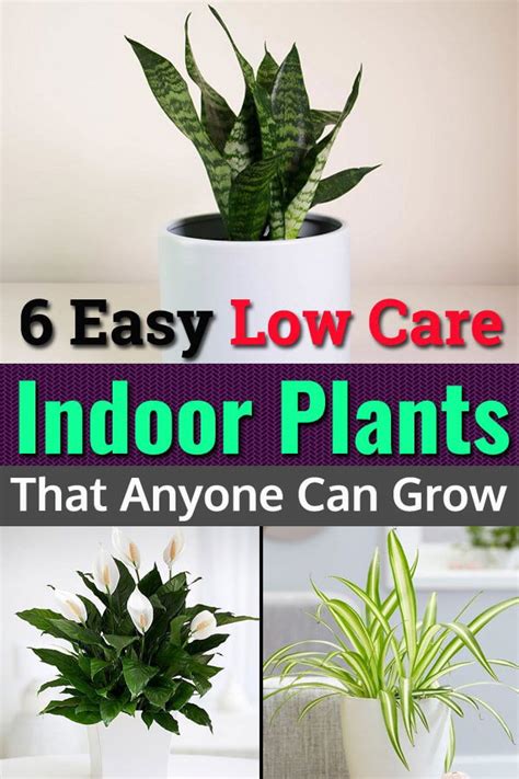 6 Easy Low Care Indoor Plants That Anyone Can Grow Balcony Garden We