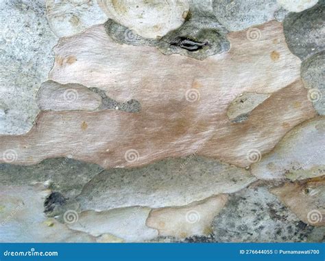 Empty Texture Of Wall Wood Elegant And Beautiful Background Stock