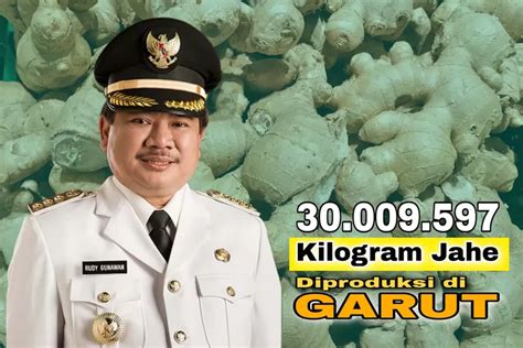 Produksi Jahe Daerahnya 30 Juta Kilogram Dan Terbanyak Di Jawa Barat