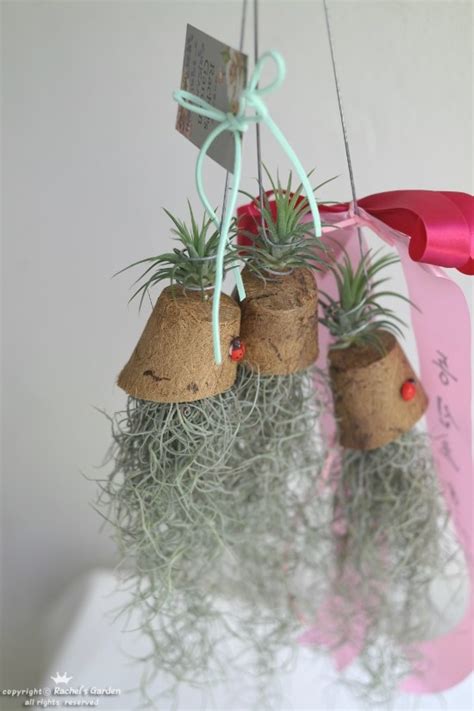 부산행잉플랜트디시디아키우기부산개업꽃선물부산식당개업화분선물부산개업꽃배달부산초읍꽃배달 네이버 블로그