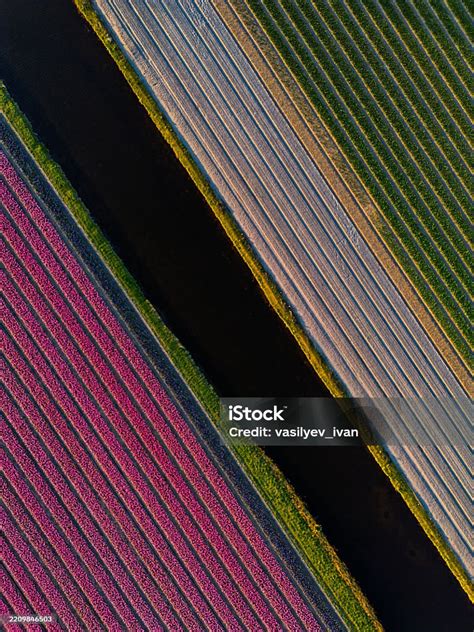 운하로 나뉘어진 다채로운 튤립 밭의 생생한 공중 전망은 눈에 띄는 대각선 구도에서 분홍색 녹색 및 흙빛 톤의 완벽한 행을 보여줍니다 건축물에 대한 스톡 사진 및 기타 이미지