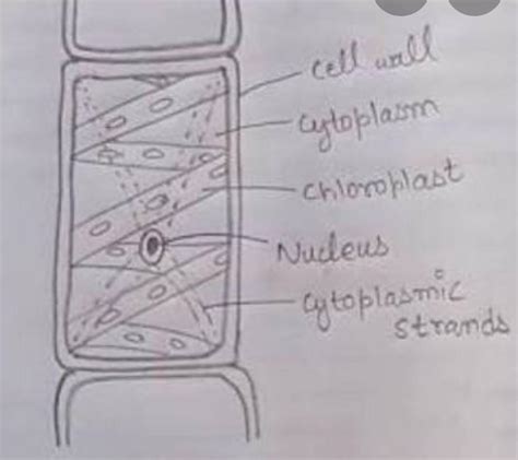 Spirogyra Diagram