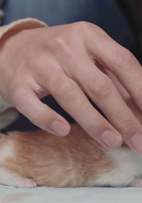 给刚出生一周的小奶猫喂奶，轻点吸 西瓜视频 004 Youtube