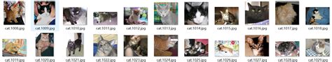 基于pytorch实现猫狗分类系统基于pytorch的猫狗分类 Csdn博客