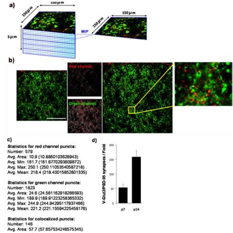 Quantification Of Synapse Number Using Puncta Analyzer Shown Here Is