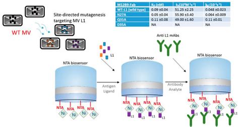 Biosensors Free Full Text Strategies Using Bio Layer Interferometry