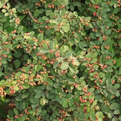 Cotoneaster Many Flowered