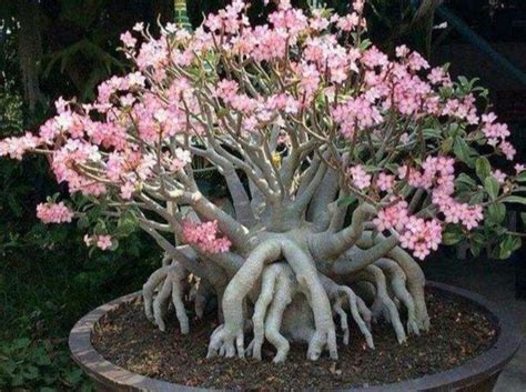 家裡養4種花，不能缺少陽光，光照越充足開花越多，花色更鮮艷 每日頭條
