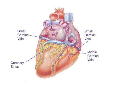 Middle Cardiac Vein