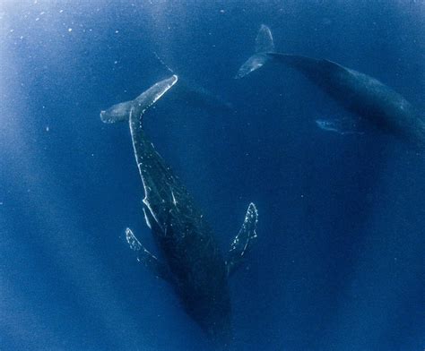 Okinawa Japan About Beautiful Humpback Whales Sound By Suyeon Kang Suyeonme Medium