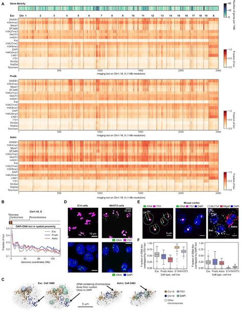 Fig S4 Cell Type Specific Chromatin Profiles And Rdna Association