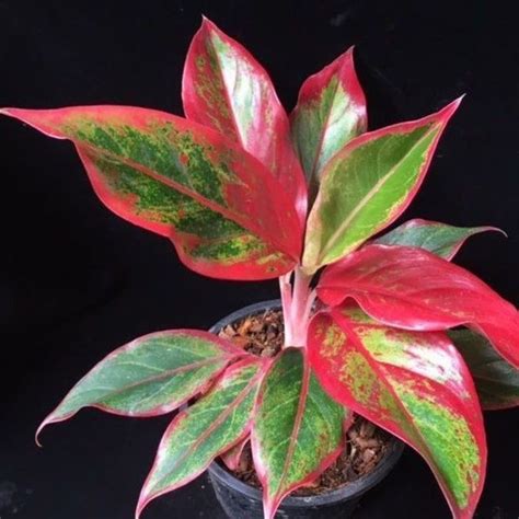 Jual Aglonema Siam Aurora Red Lipstik Tanaman Hias Indoor Aglonema Shopee Indonesia