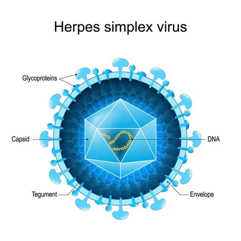 Herpes Simplex Virus Creative Diagnostics
