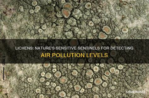 Lichens Natures Sensitive Sentinels For Detecting Air Pollution