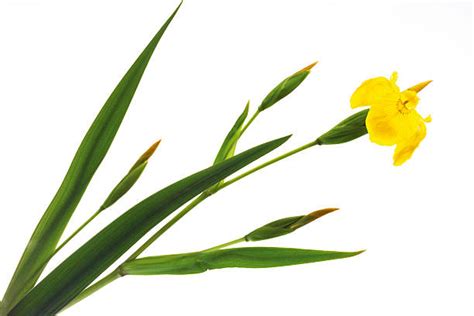2 800 Iris Giallo Foto Stock Immagini E Fotografie Royalty Free Istock