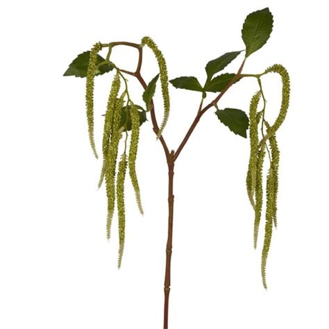 Amaranthus Hanging Plant