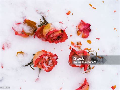 세 개의 말린 분홍색 장미와 마른 장미 꽃잎이 눈 위에 누워 있습니다 0명에 대한 스톡 사진 및 기타 이미지 0명 3가지