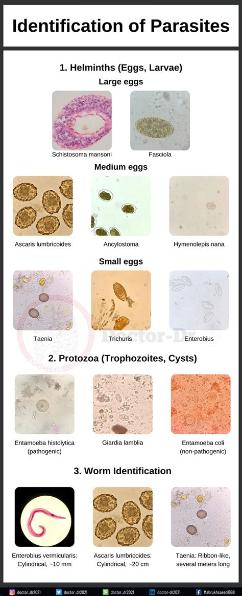 Routine Stool Examination Macroscopic And Microscopic Analysis For