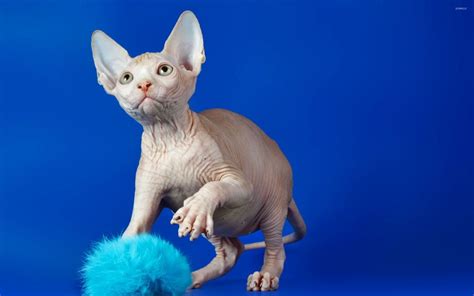 Sphynx Cat Wallpapers 4k Hd Sphynx Cat Backgrounds On Wallpaperbat