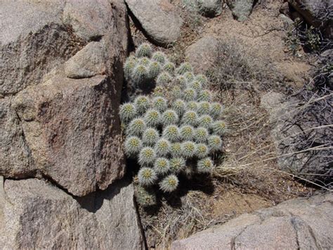 Speaking Of Echinocereus