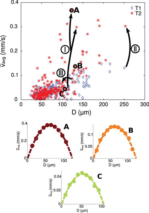The Variety In Time Averaged Mean Velocities For All Vessel Segment