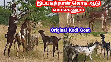 அதிக லாபம் தரும் கொடி ஆடு வளர்ப்பு Tamilvivasayi Youtube