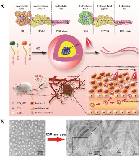 A The Design Of Linear Chimeric Triblock Molecules Schematic Download Scientific Diagram