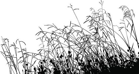 Tallgrass Clip Art