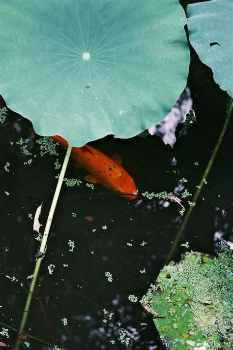 집 밖의 고요한 나뭇잎 녹색 릴리 패드 물 물고기 민물 반사 색깔 선 가든 수면 수생 생물 수생 식물