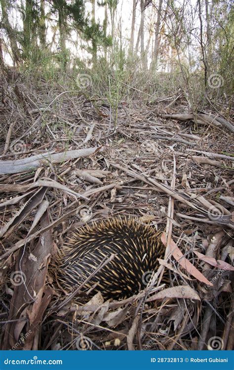 Australian Echidna Stock Image Image Of Trees Bush 28732813