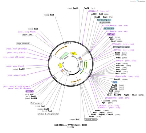 Addgene Cag Mcsrev Wpre Sv40 Gch4