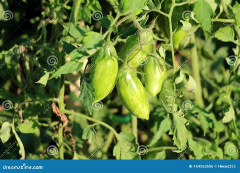 Elongated Fresh Light Green With Stripes Organic Tomatoes Planted In