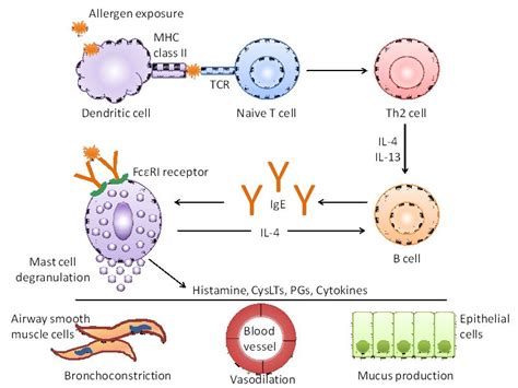 Asthma In The 21st Century — Unexpected Applications Of Ancient