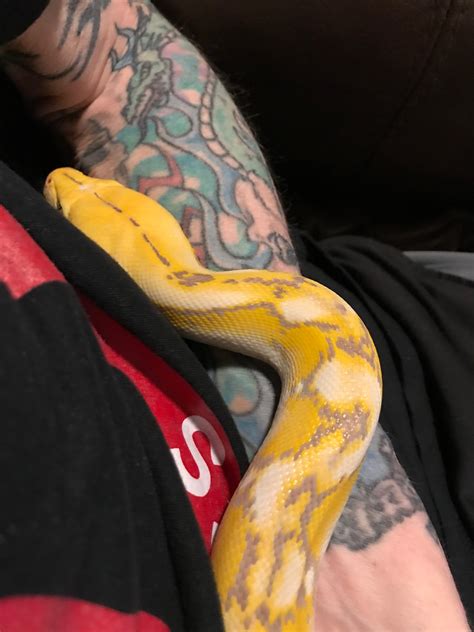 Sddwarf Purple Albino Ph Anery Reticulated Python By Diaballical