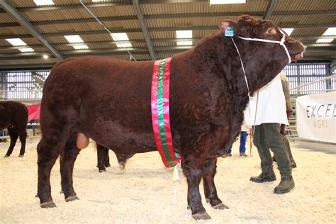 Spring Calf Show At Sedgemoor Market Red Ruby Devon Cattle