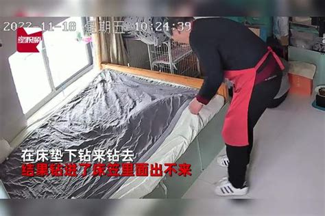 猫咪钻进床垫出不来主人求助租住2年的房东奶奶老人哄娃式救出