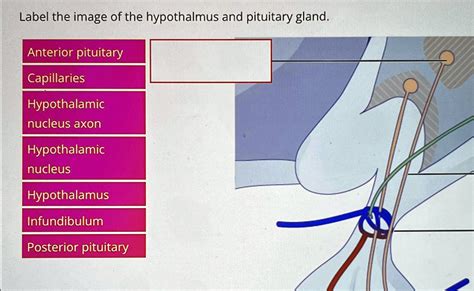 Label The Image Of The Hypothalamus And Pituitary Gland Label The