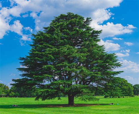 4 Techniques For Scaling Pandas To Large Datasets Towards Data Science