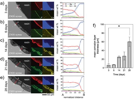 Cross Sectional Characterization Of The Corrosion Layers After In Vitro Download Scientific