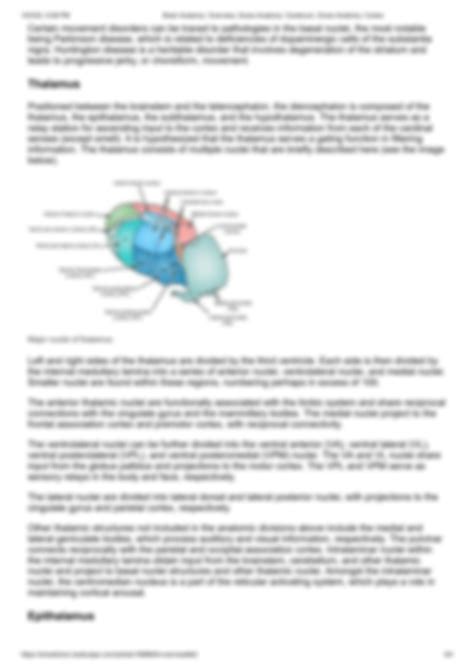 SOLUTION Brain Anatomy Studypool