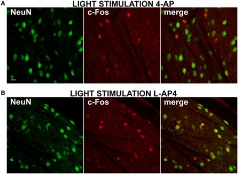 Differential Activation Of Neun Positive Neurons By 4 Ap And L Ap4 Download Scientific Diagram